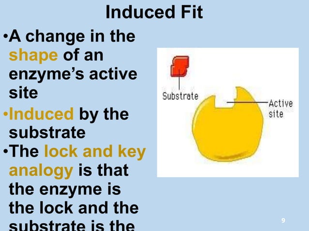 enzyme , its working, factors affecting enzymes | PPT