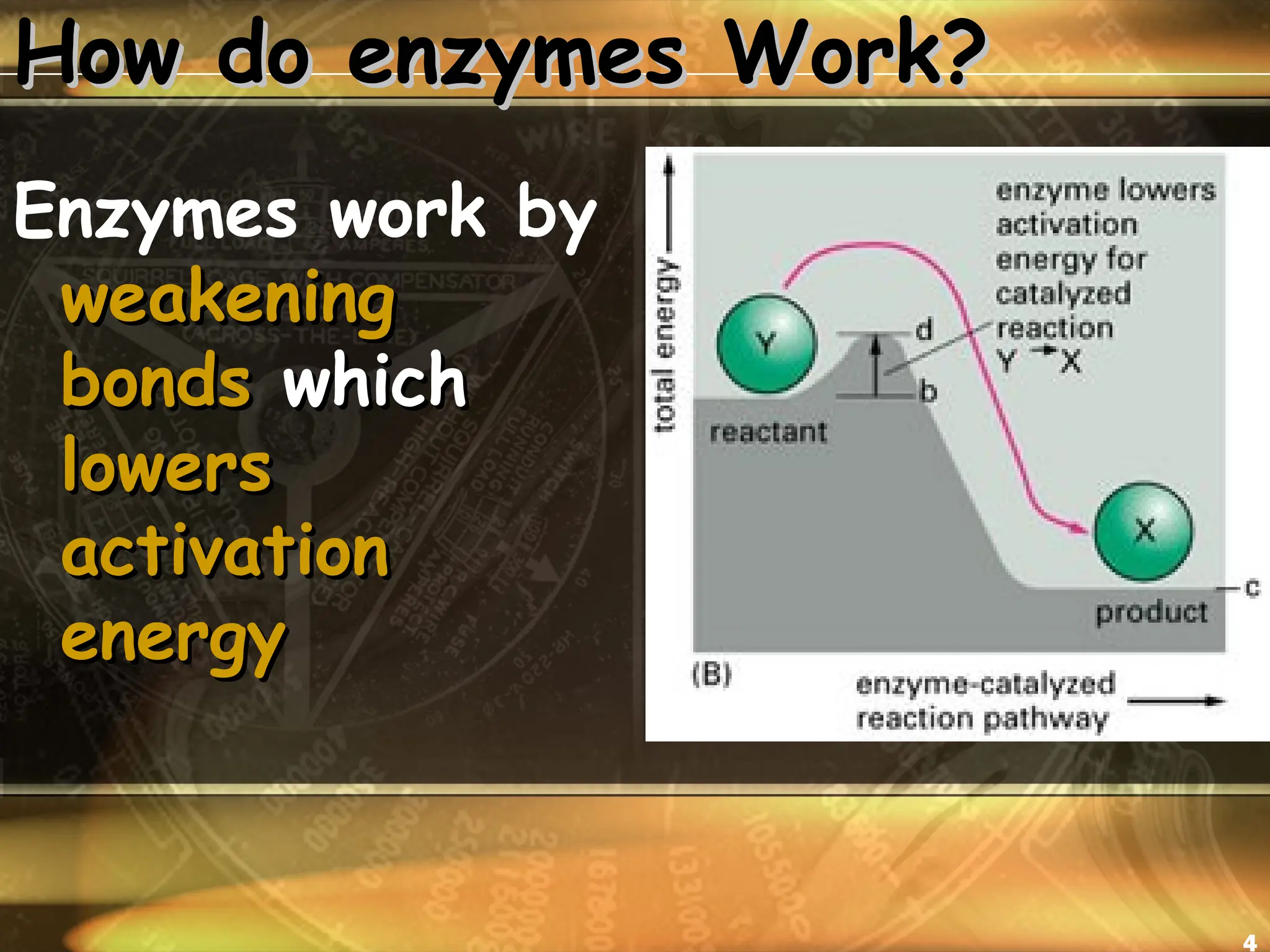 enzymeS POWERPOINT LEARNINGS BEST SOURCES | PPT