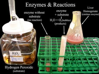 enzymeS POWERPOINT LEARNINGS BEST SOURCES | PPT