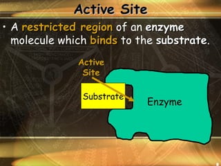enzymeS POWERPOINT LEARNINGS BEST SOURCES | PPT