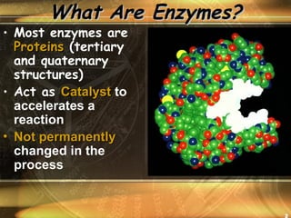 Enzymes: Biological Catalysts & Accelerators | PPT