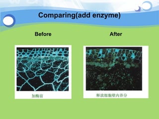 Enzyme preparation | PPT
