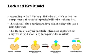 Enzyme presentation by Rohini Yadav.pptx