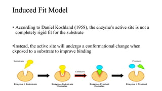 Enzyme presentation by Rohini Yadav.pptx