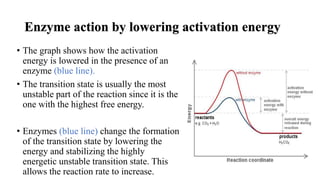 Enzyme presentation by Rohini Yadav.pptx