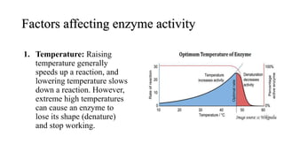 Enzyme presentation by Rohini Yadav.pptx