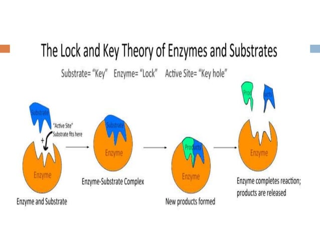 Enzyme production by biotechnology