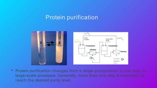 Enzyme Purification from the theory to work in a daly basis | PPTX
