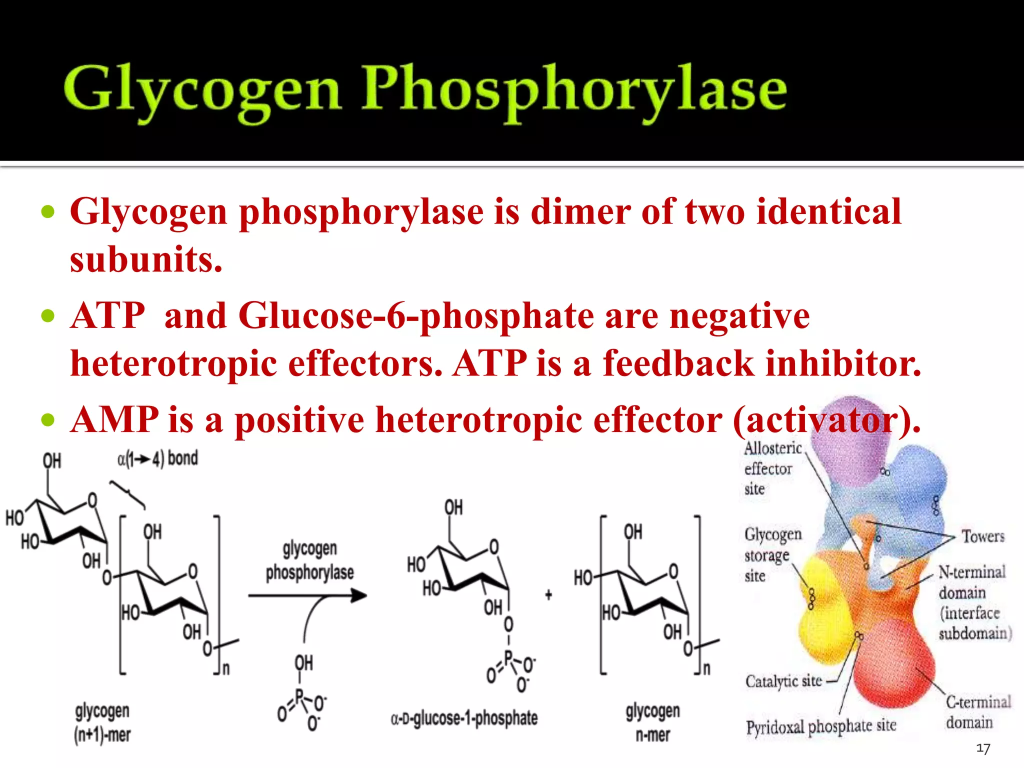 Enzyme regulation | PPTX