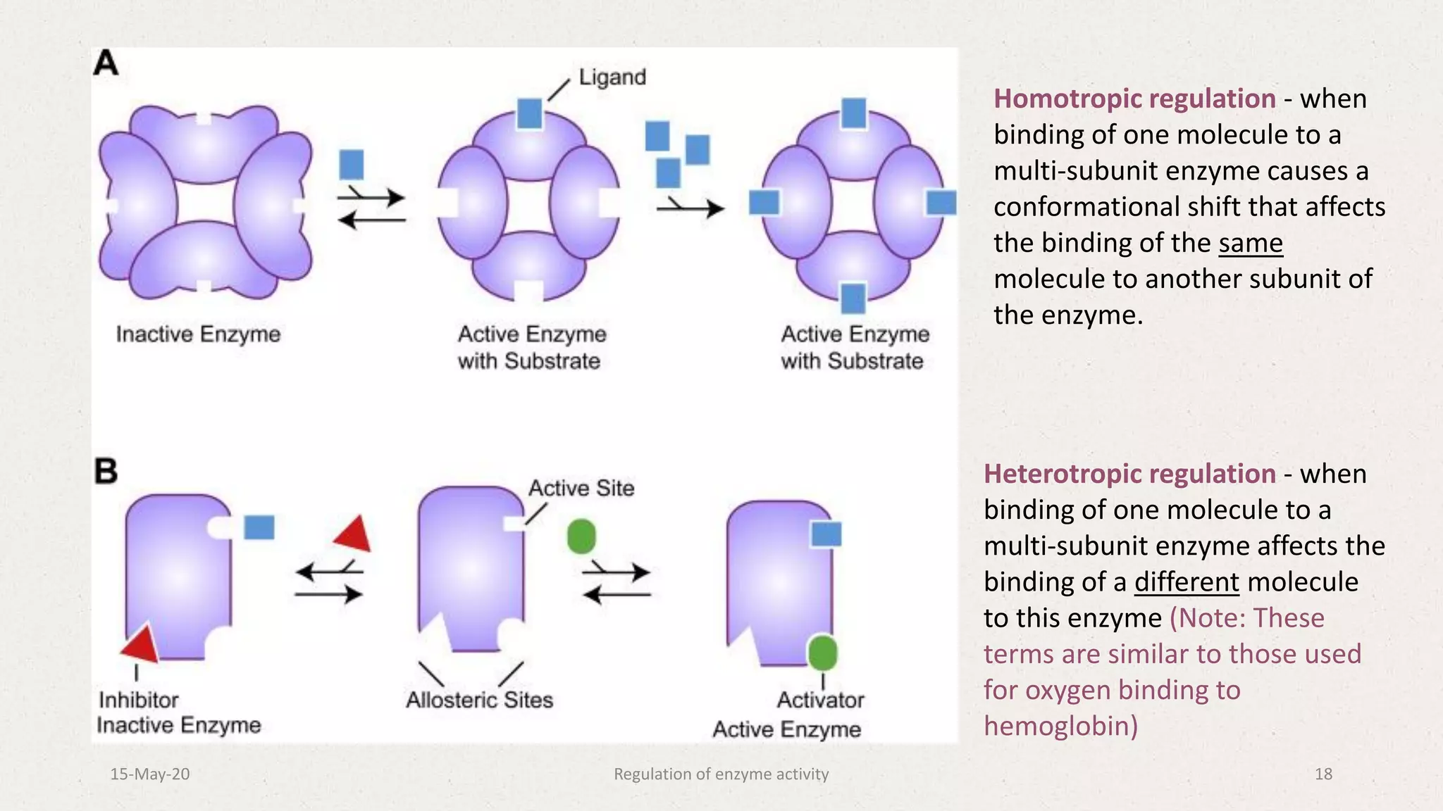 Enzyme regulation | PDF