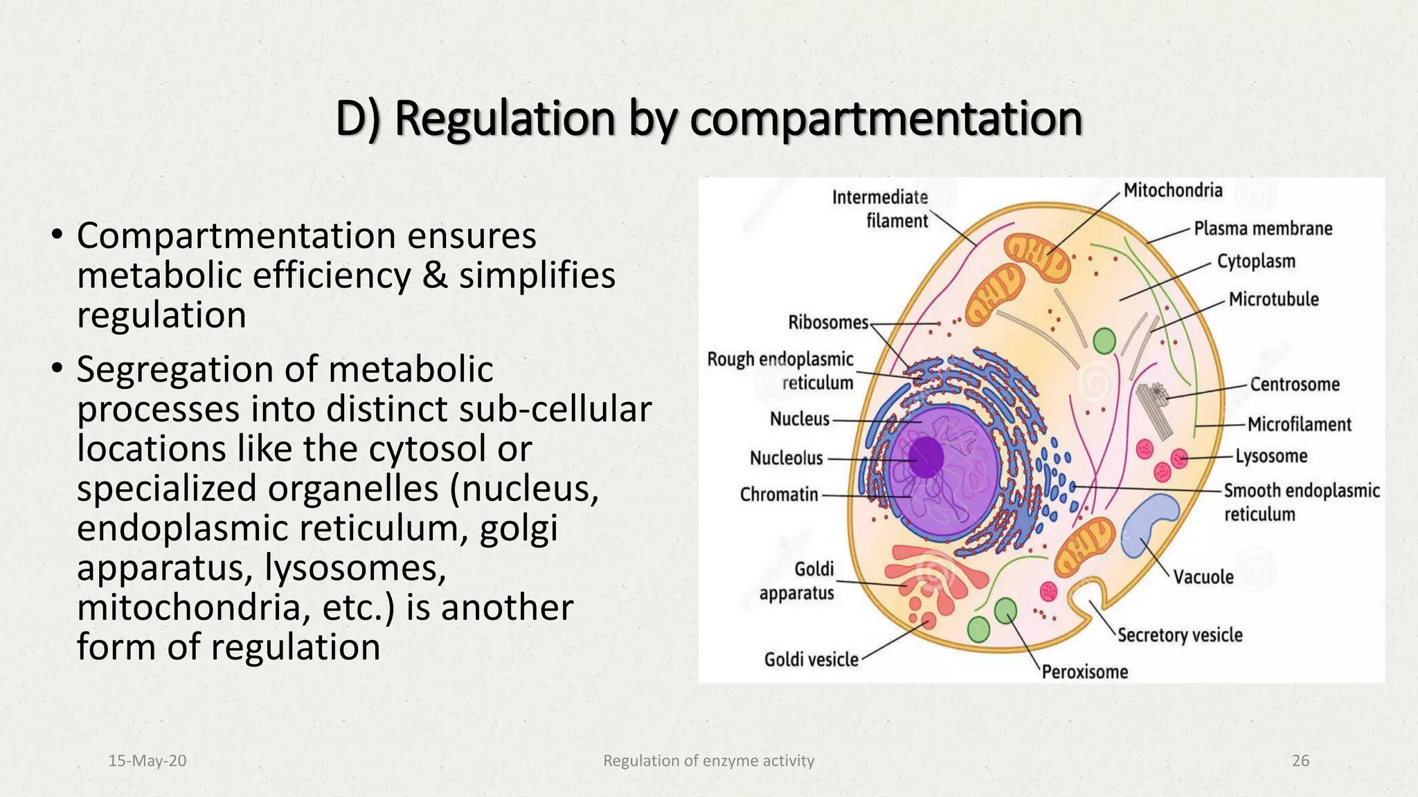 Enzyme regulation | PDF