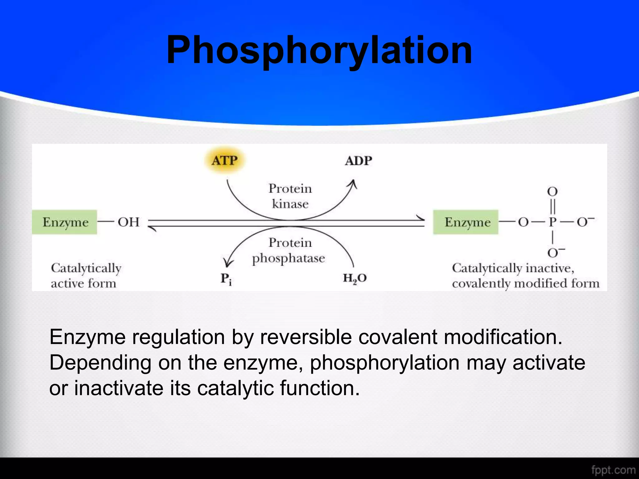 Enzyme regulation | PPT