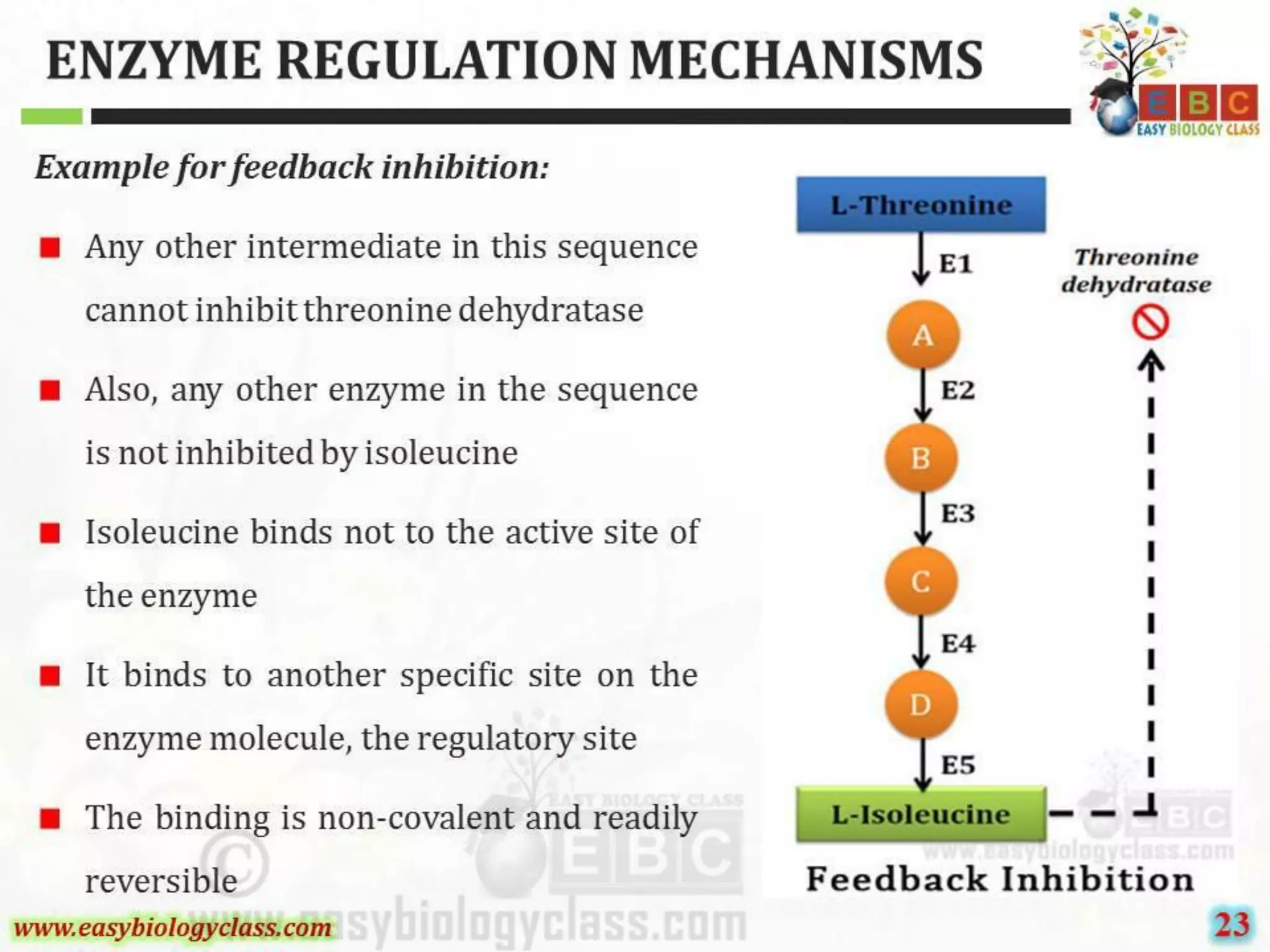 Enzyme regulation.pdf