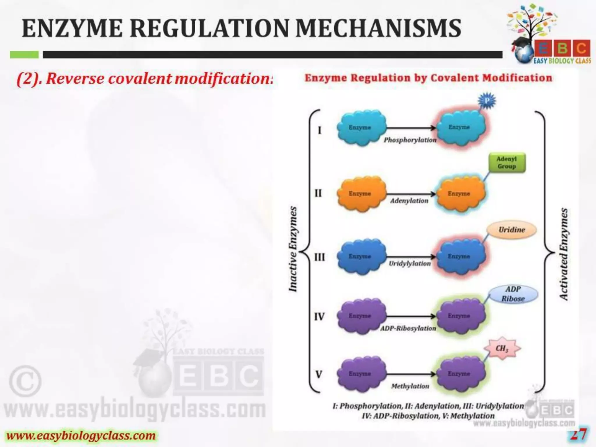 Enzyme regulation.pdf