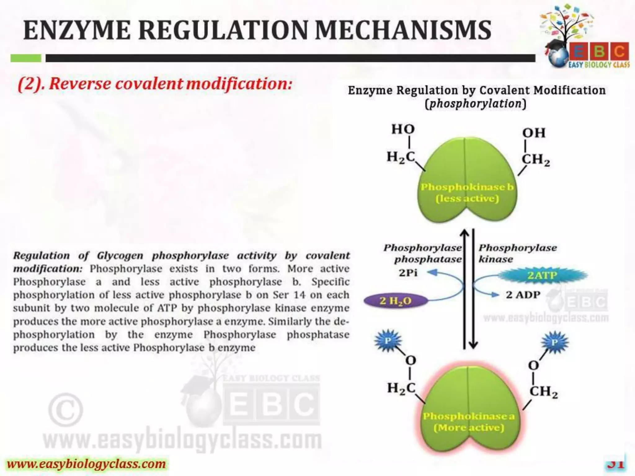 Enzyme regulation.pdf