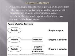 Enzyme regulation zymogen | PPT
