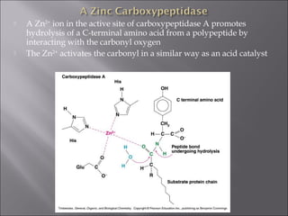 Enzyme regulation zymogen | PPT