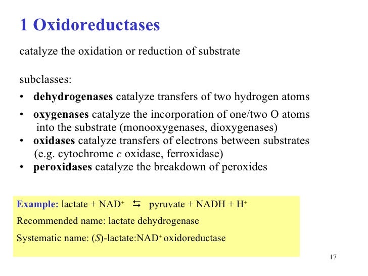 Enzymes 1