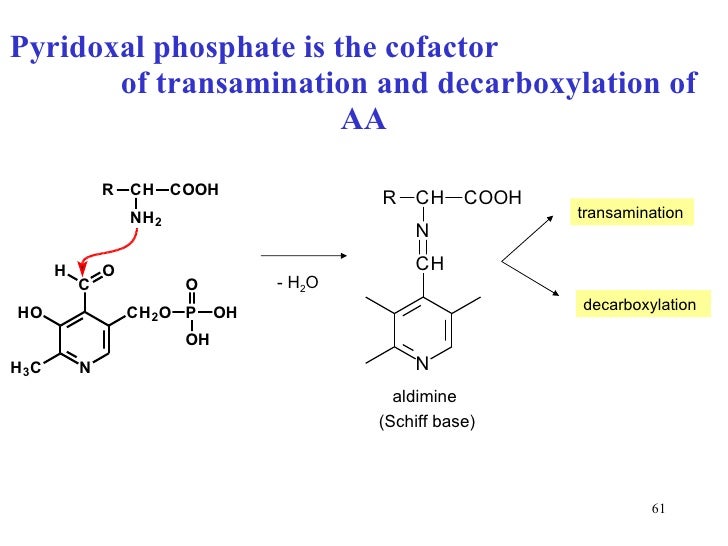 Enzymes 1