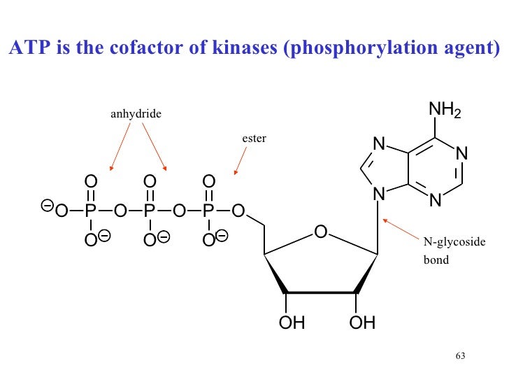 Enzymes 1