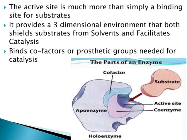 ENZYMES -enzymes biochemistry.slideshare.pptx | Chemistry | Science