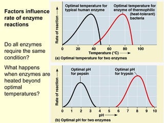 Enzymes | PPT