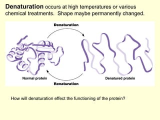 Enzymes | PPT