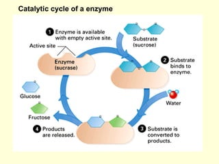 Catalytic Enzyme Cycle