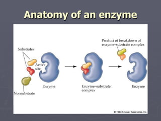 Enzyme Diagram Labeled