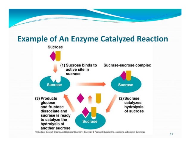 Enzymes | PDF