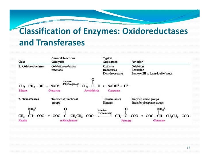 Enzymes Structure Classification And Function