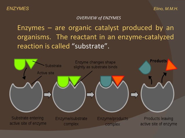 Introduction to Enzymes | PPT | Chemistry | Science
