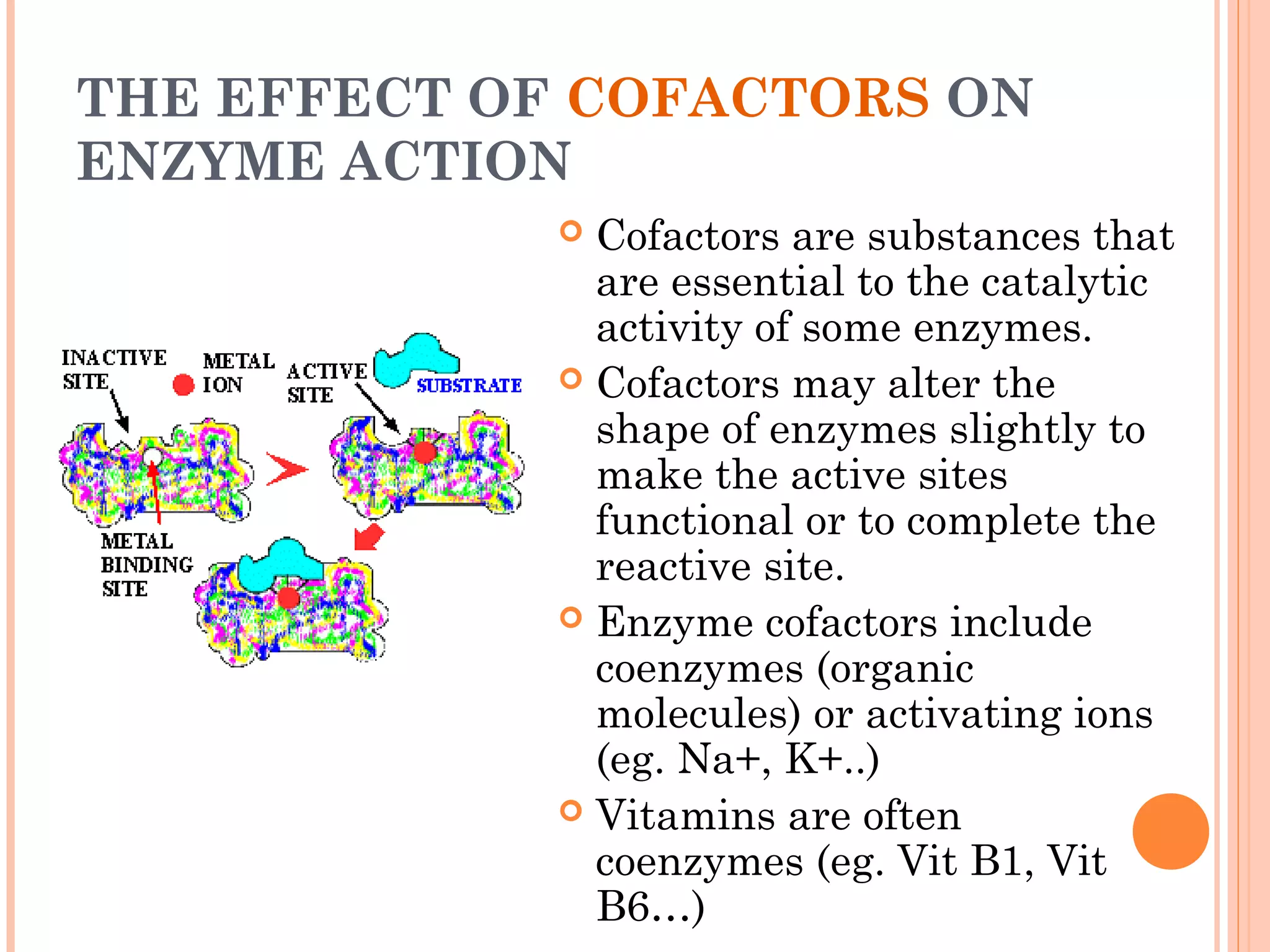 Enzymes | PPT