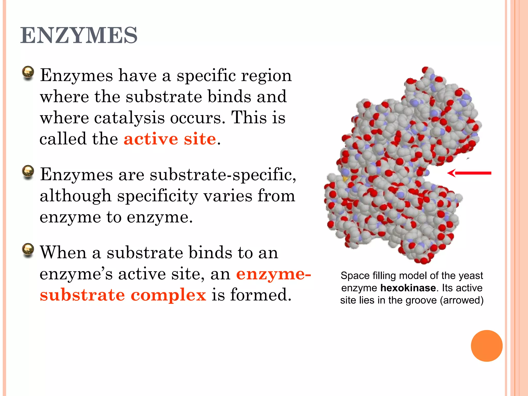 Enzymes | PPT