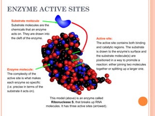 Enzymes | PPT