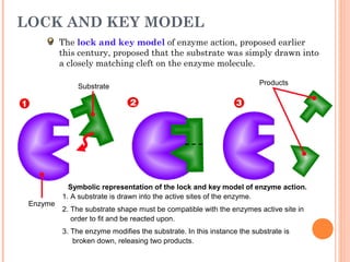 Enzymes | PPT