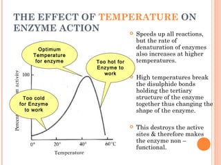 Enzymes | PPT