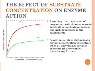 Enzymes | PPT