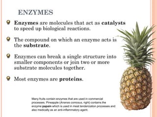 Enzymes | PPT