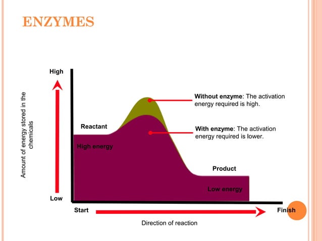 Enzymes | PPT