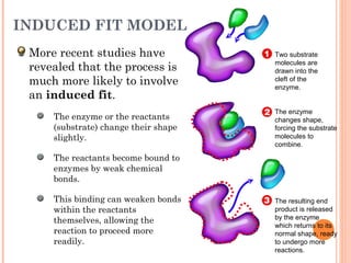Enzymes | PPT