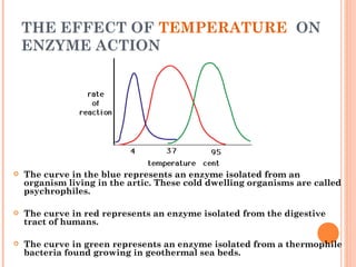 Enzymes | PPT