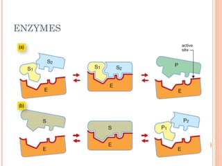 Enzymes | PPT
