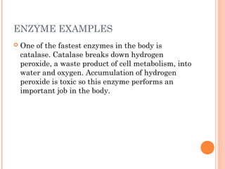 Enzymes | PPT