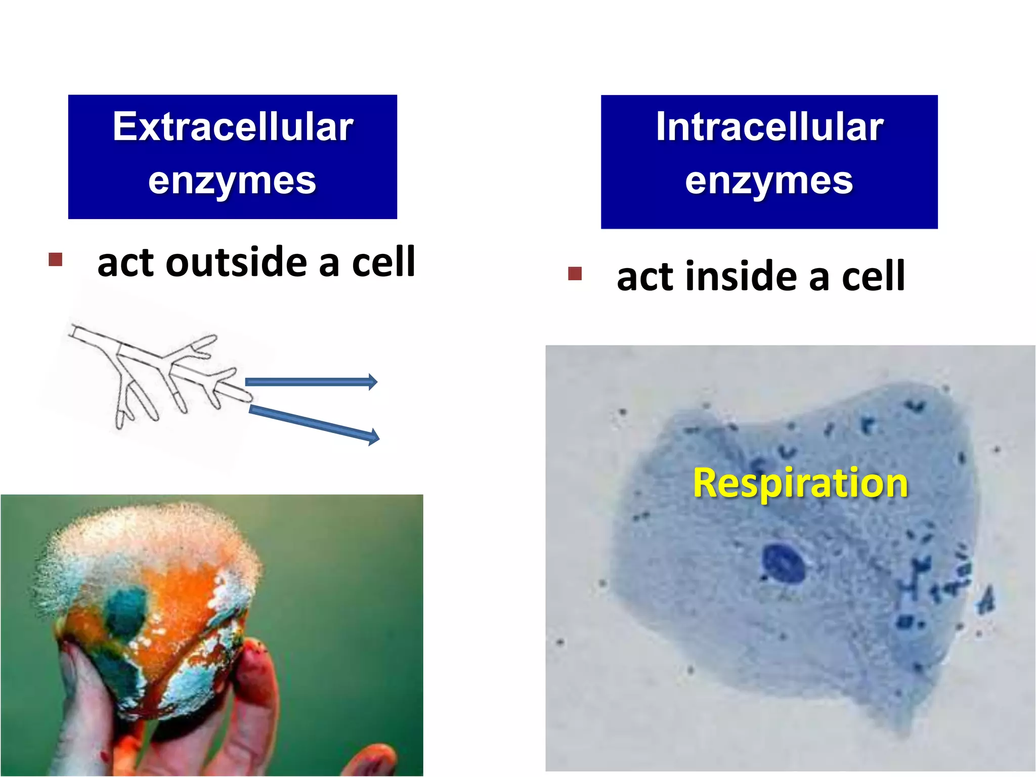 Enzymes | PPTX