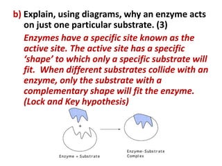 Enzymes | PPT