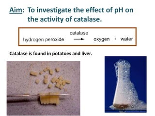 Enzymes | PPT