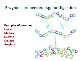 Enzymes | PPT