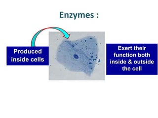 Enzymes | PPT