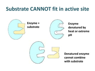 Denatured Enzyme Diagram